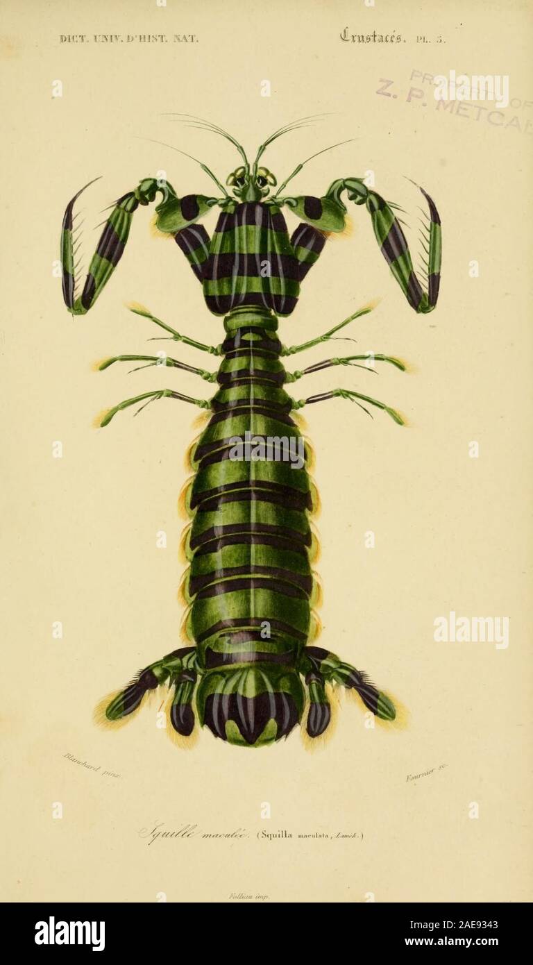 Mantis shrimp illustration Stock Photo - Alamy