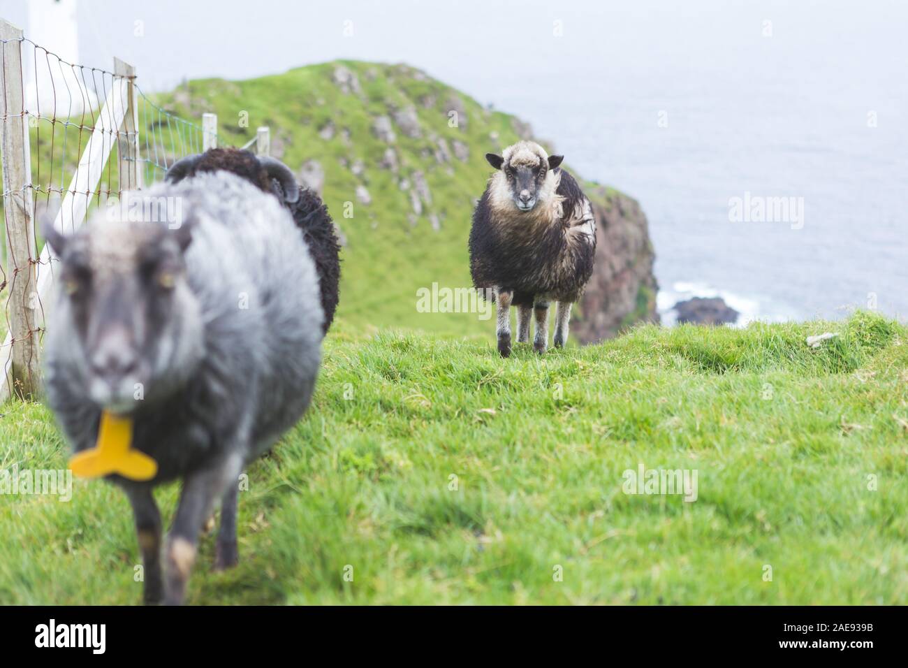 Sheep in the Akraberg lighthouse, Suduroy, Faroe Islands Stock Photo ...