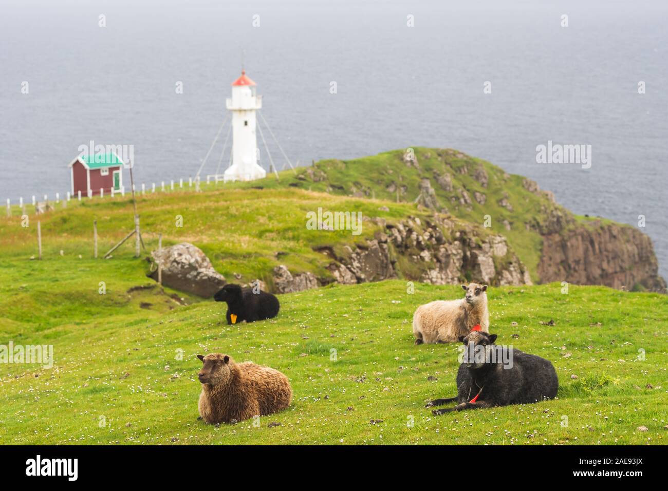 Akraberg lighthouse, Suduroy, Faroe Islands Stock Photo - Alamy