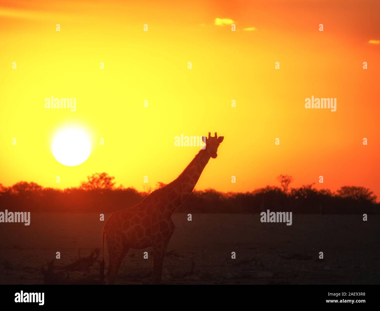 giraffe in front of the sun during beautiful sunset Stock Photo - Alamy