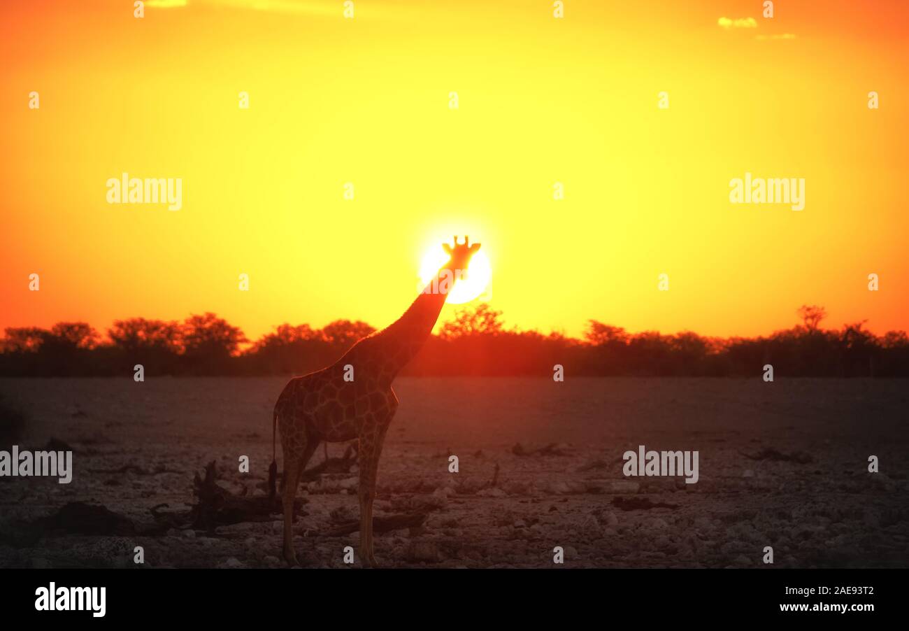 giraffe in front of the sun during beautiful sunset Stock Photo - Alamy