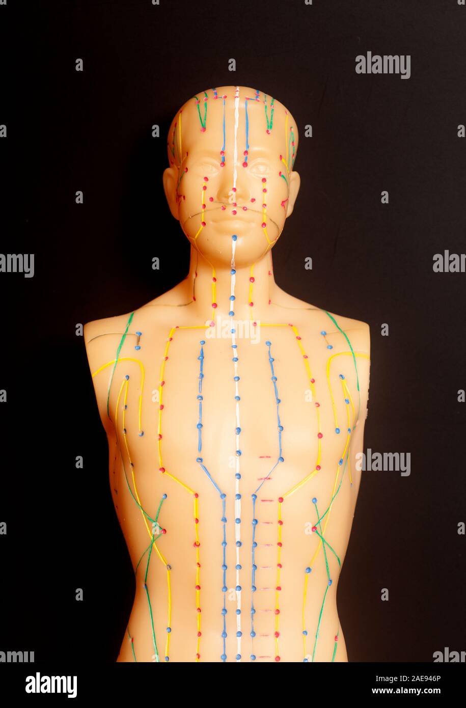 Medical acupuncture model of human Stock Photo - Alamy