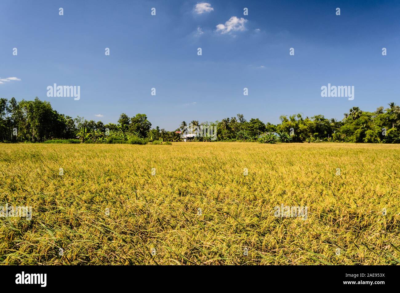 A ripe rice field in Thanh Tri, Soc Trang, Viet Nam, 06/12/2019 1:00 PM ...