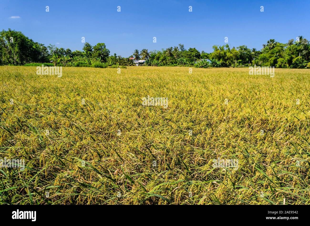 1 rice field 1 hi-res stock photography and images - Alamy