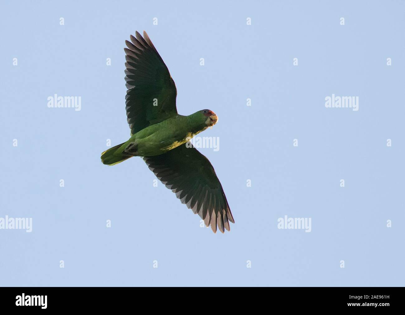 White Fronted Parrot in Flight Stock Photo - Alamy