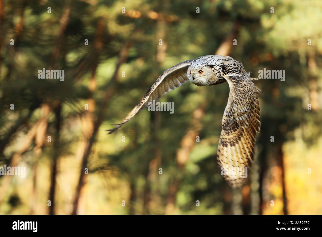 Flying Eurasian Eagle owl. Wildlife Russia. Owl in nature habitat. Bird ...
