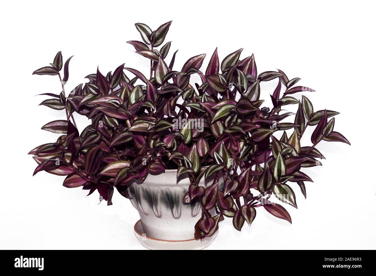 Tradescantia zebrina flower in pot in studio on a white background ...
