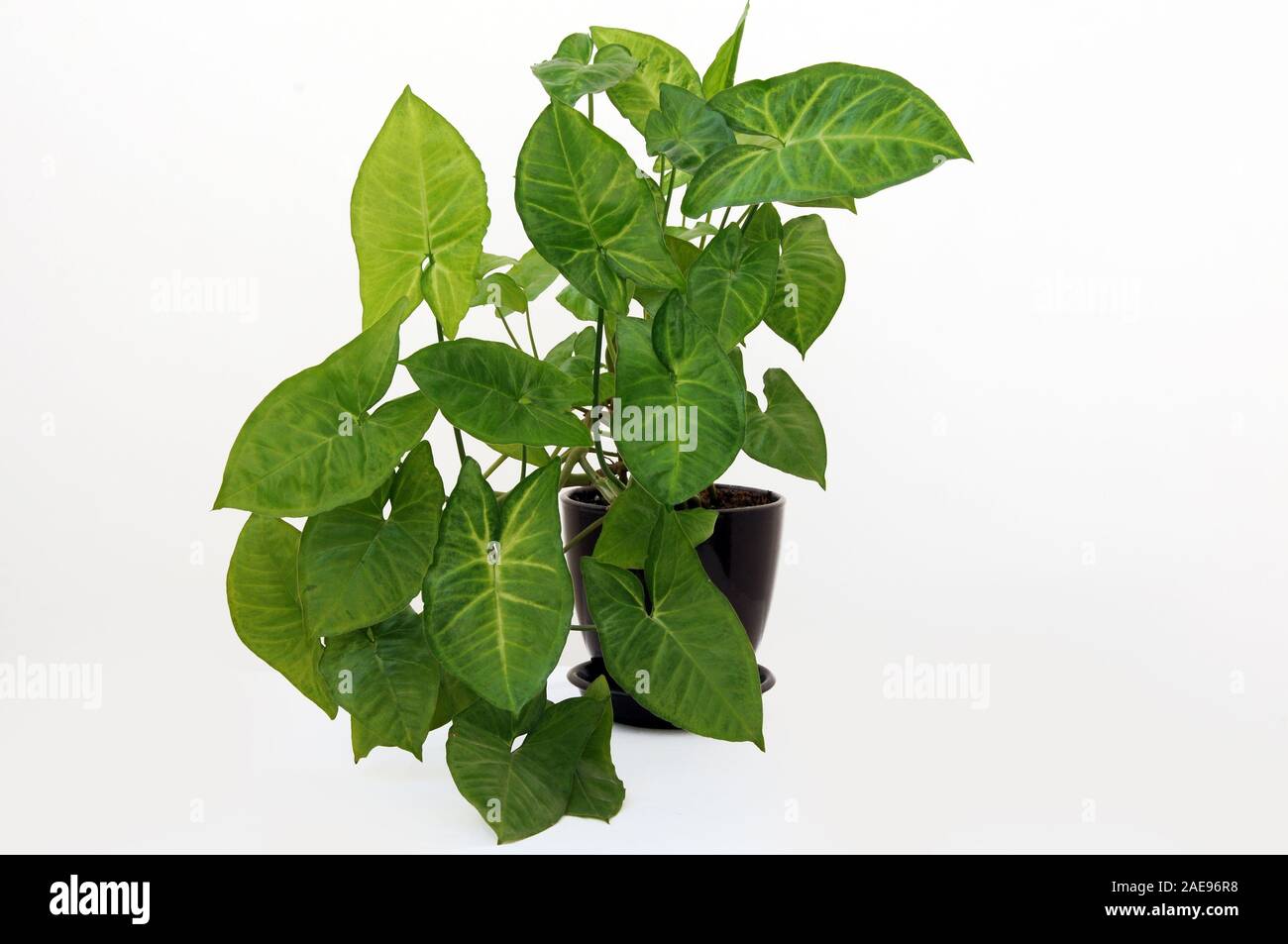 Syngonium plants hi-res stock photography and images - Alamy