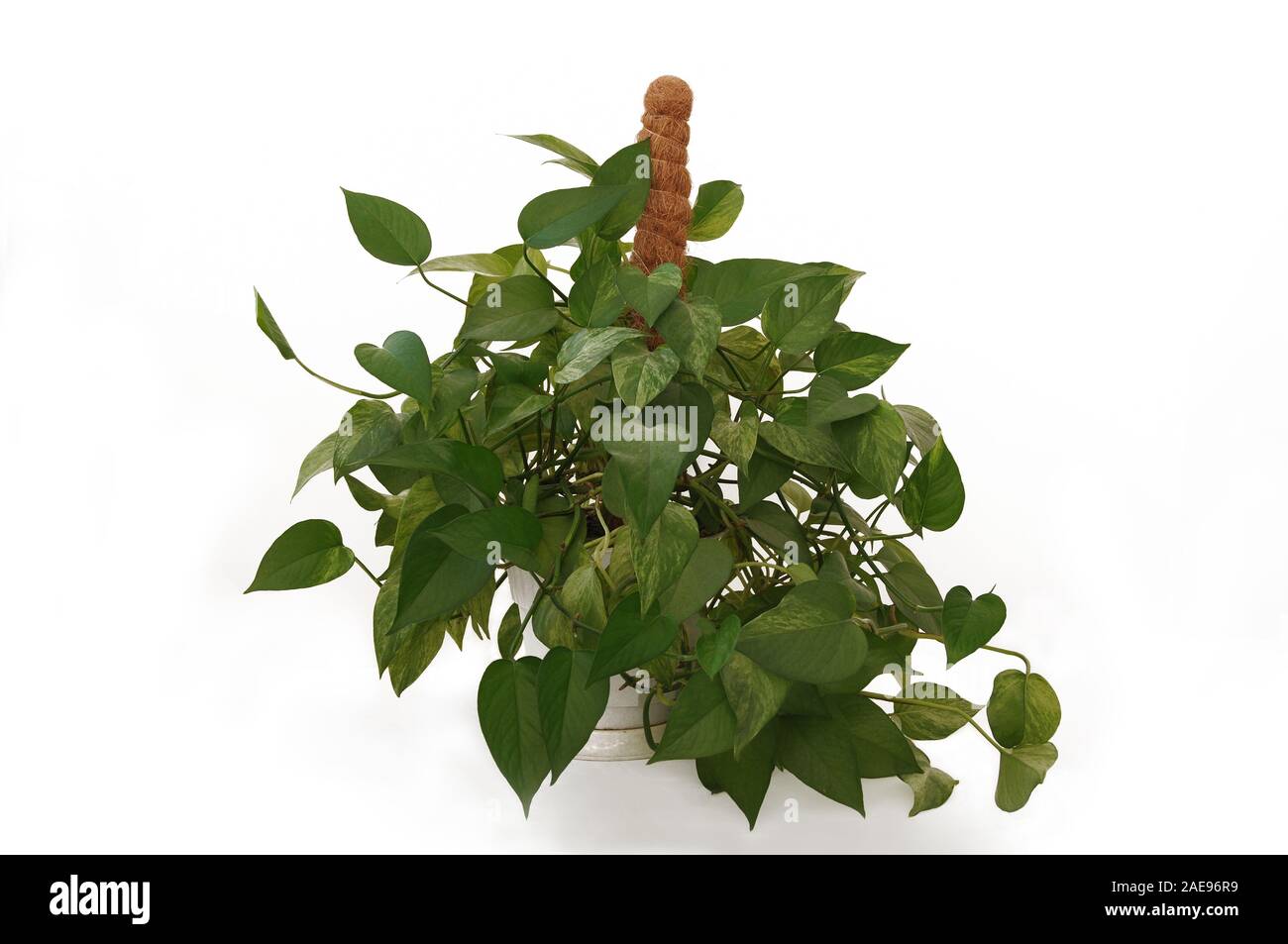Scindapsus Epipremnum aureum flower in pot in studio on a white ...