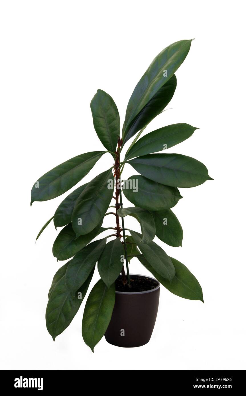 Ornamental plant Ficus elastica in the dark pot. Isolated on white ...