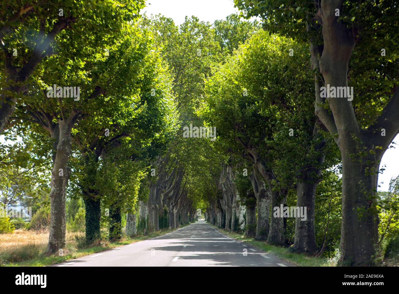 Plane Trees Provence High Resolution Stock Photography and Images - Alamy