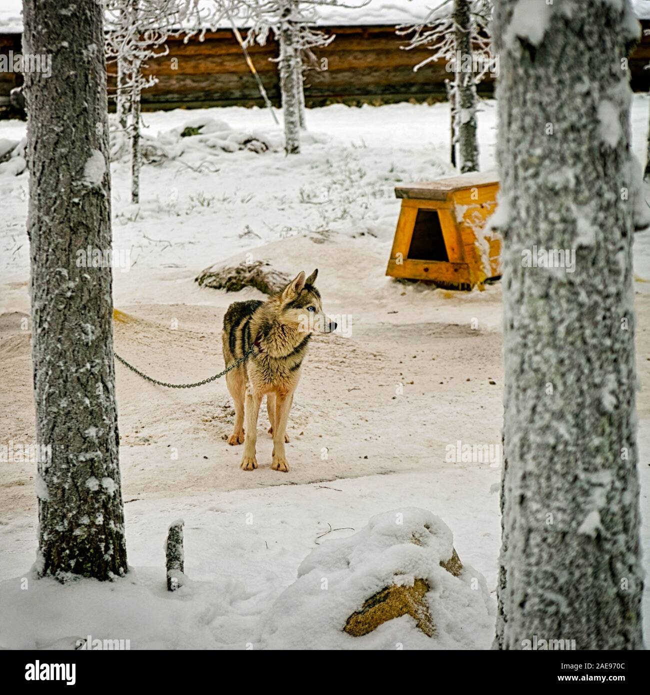 Husky dog on the chain in winter reflex Stock Photo - Alamy