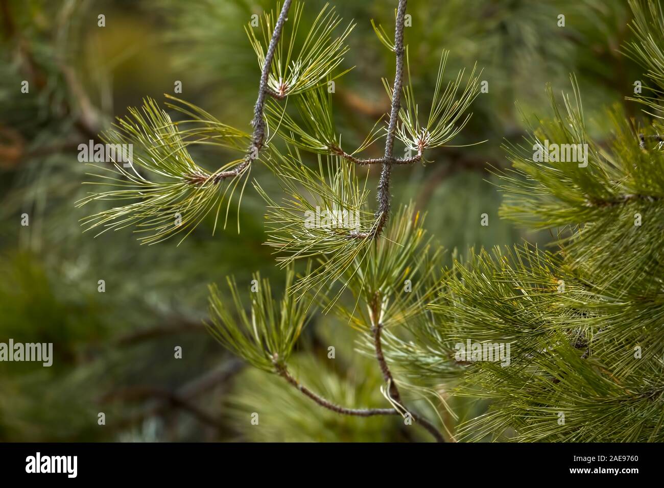 A close up of some pine tree boughs from a pine tree in north Idaho ...
