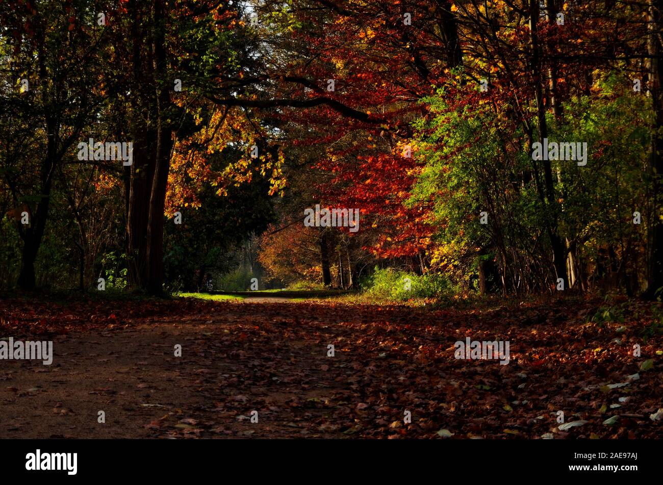 Path through a yellow wood hi-res stock photography and images - Alamy