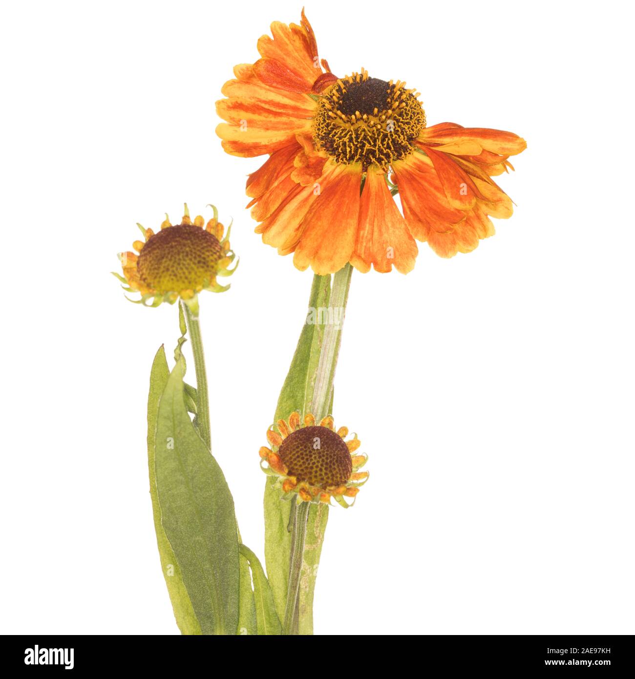 Helenium plants Cut Out Stock Images & Pictures - Alamy