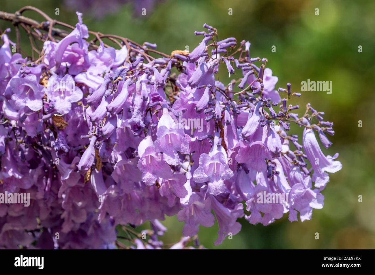 Jacaranda tree in flower hi-res stock photography and images - Alamy