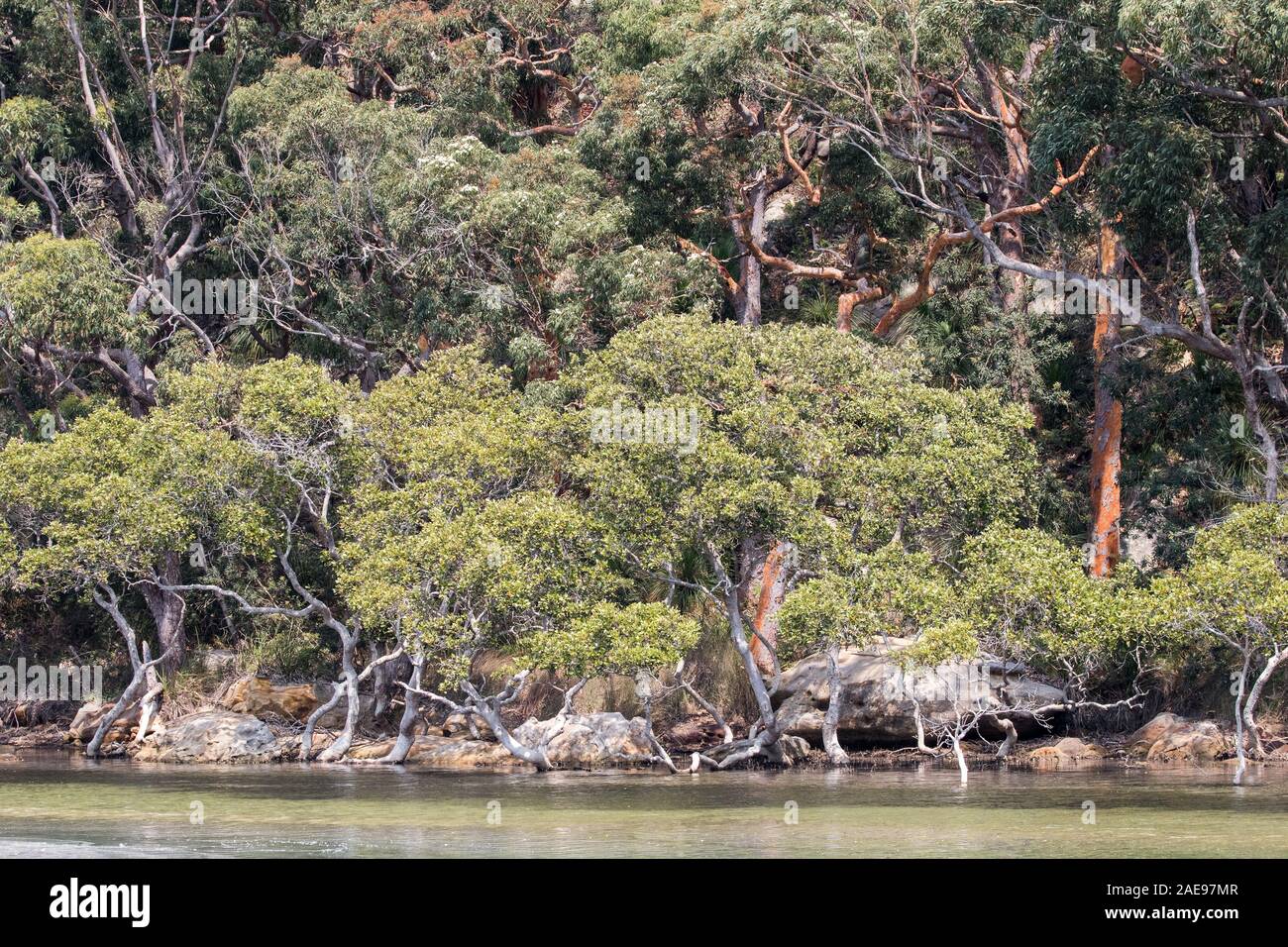 Estuary Trees