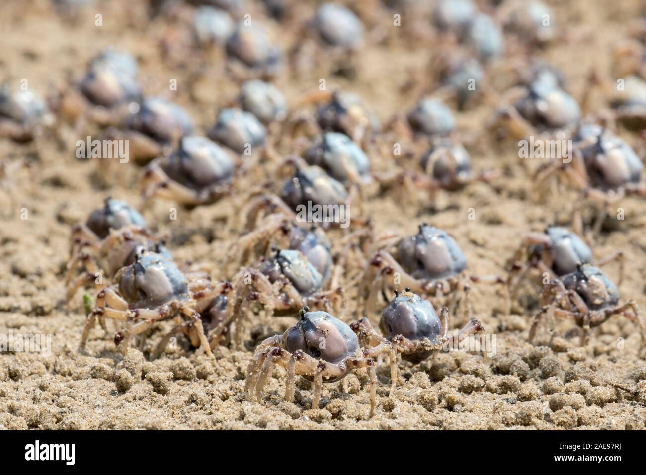 Soldier crabs hi-res stock photography and images - Alamy