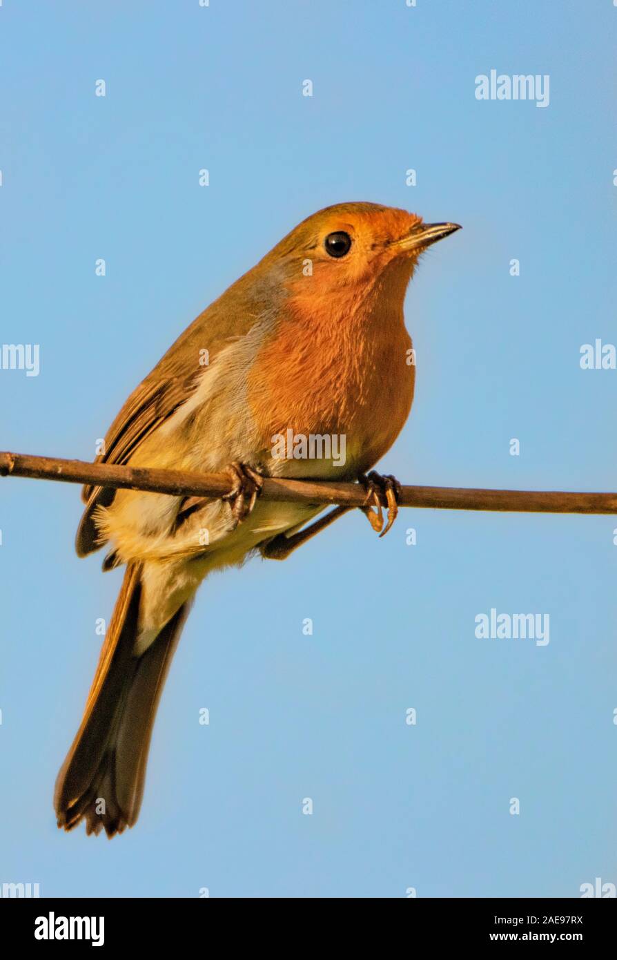 Bandit bird hi-res stock photography and images - Alamy