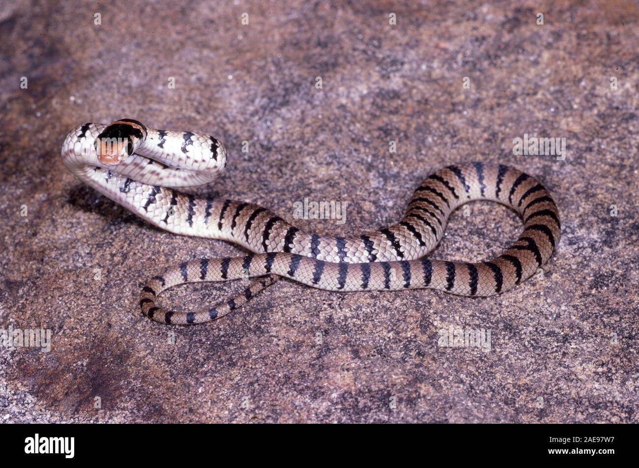 Brown Baby Snake Identification