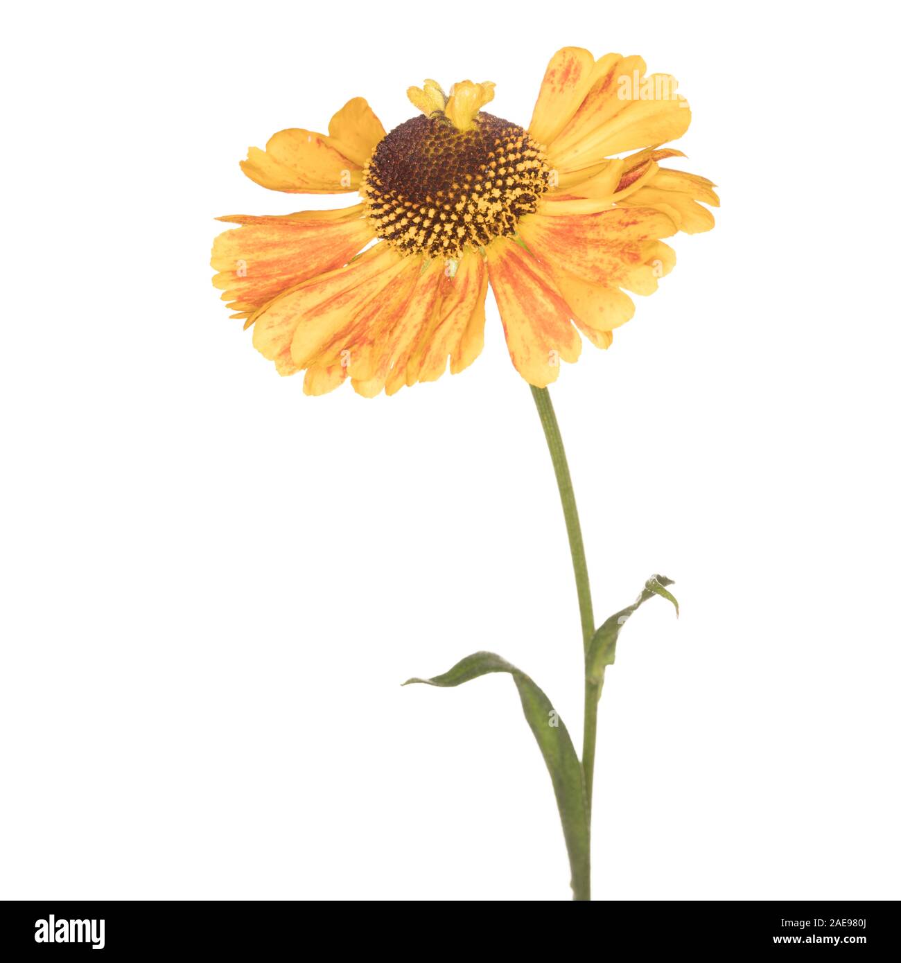 Helens flower hi-res stock photography and images - Alamy