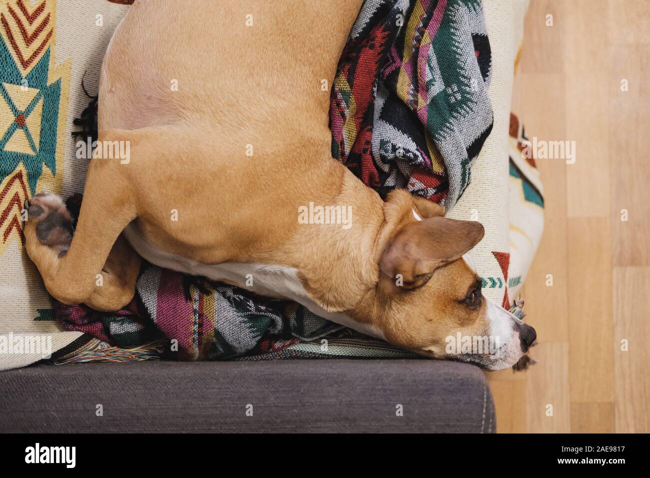 Happy dog feeling good on the couch. Concept of safe mental state of a ...