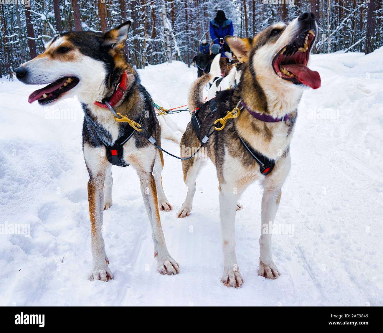 Husky dog sledge rovaniemi lapland hi-res stock photography and images ...