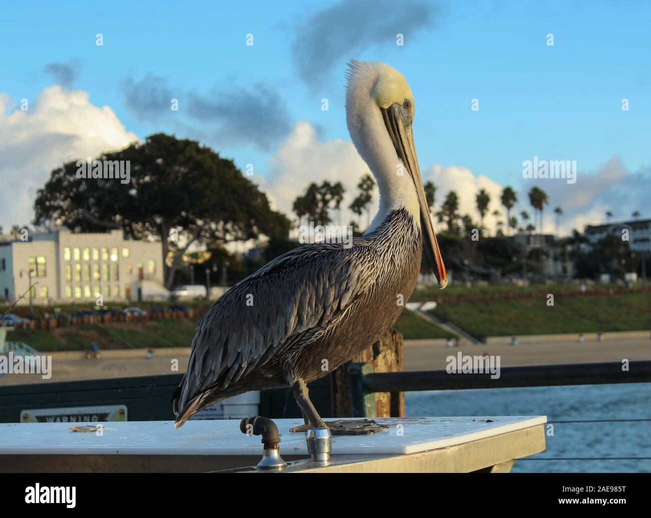 Pelican on the Redondo Beach Pier, Los Angeles County, California Stock ...