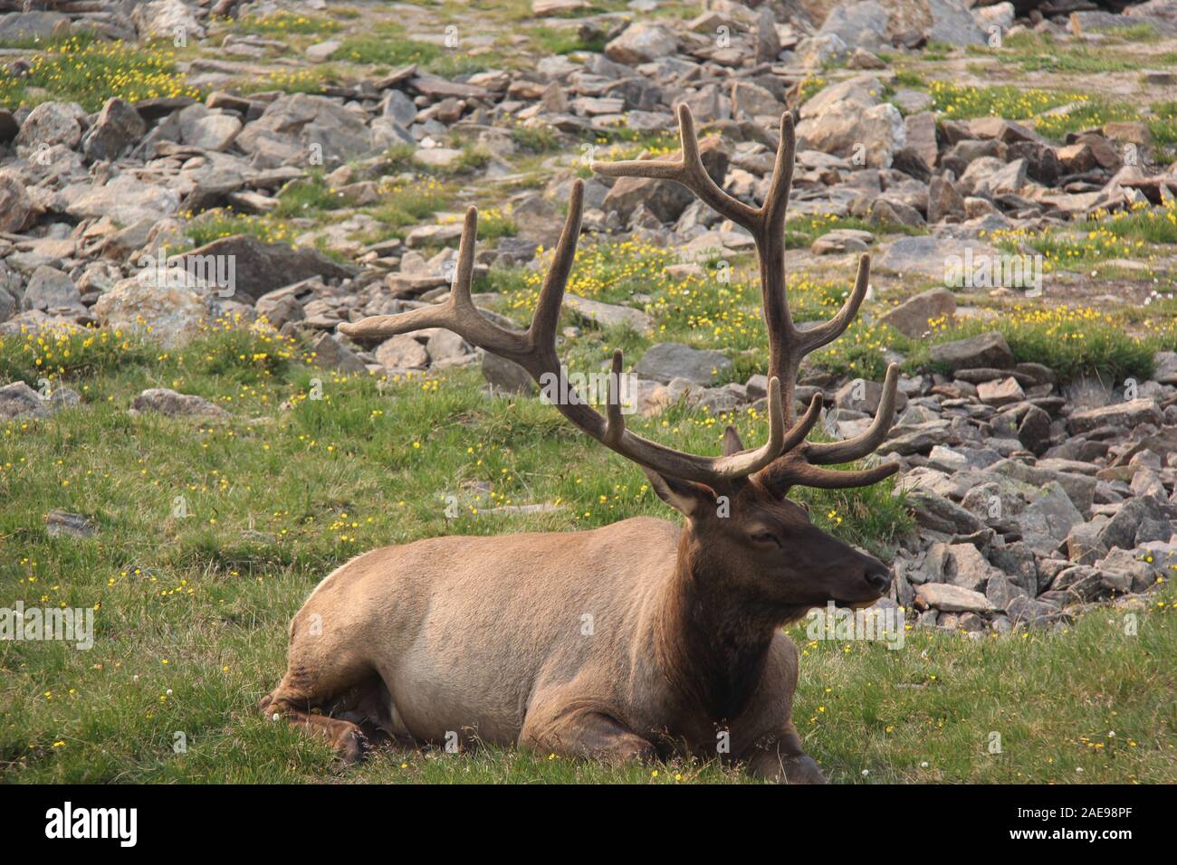Reindeer side profile hi-res stock photography and images - Alamy