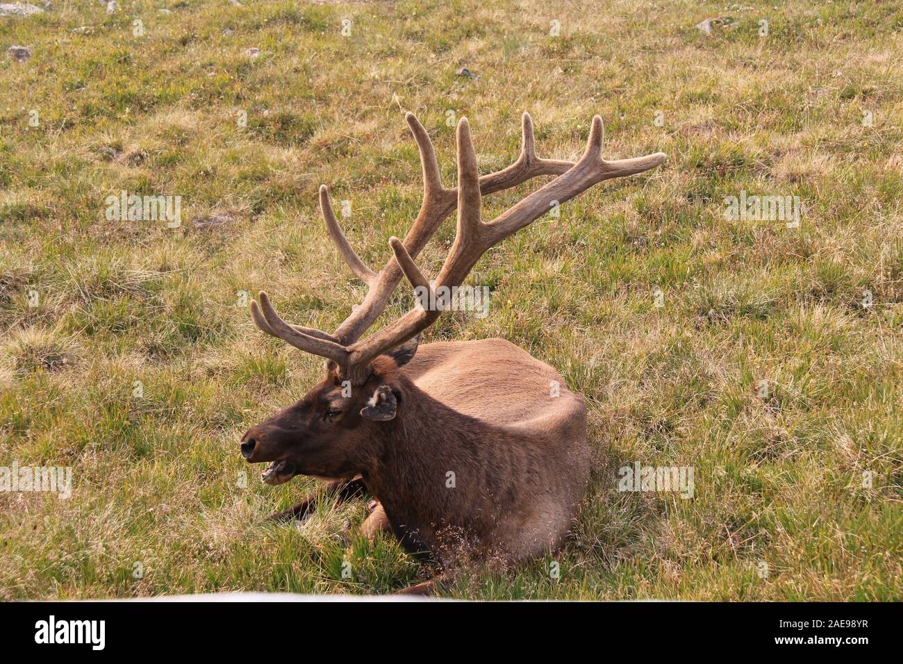 Yellowstone Reindeer with Antlers Lying in Grass, Open Mouth Stock ...