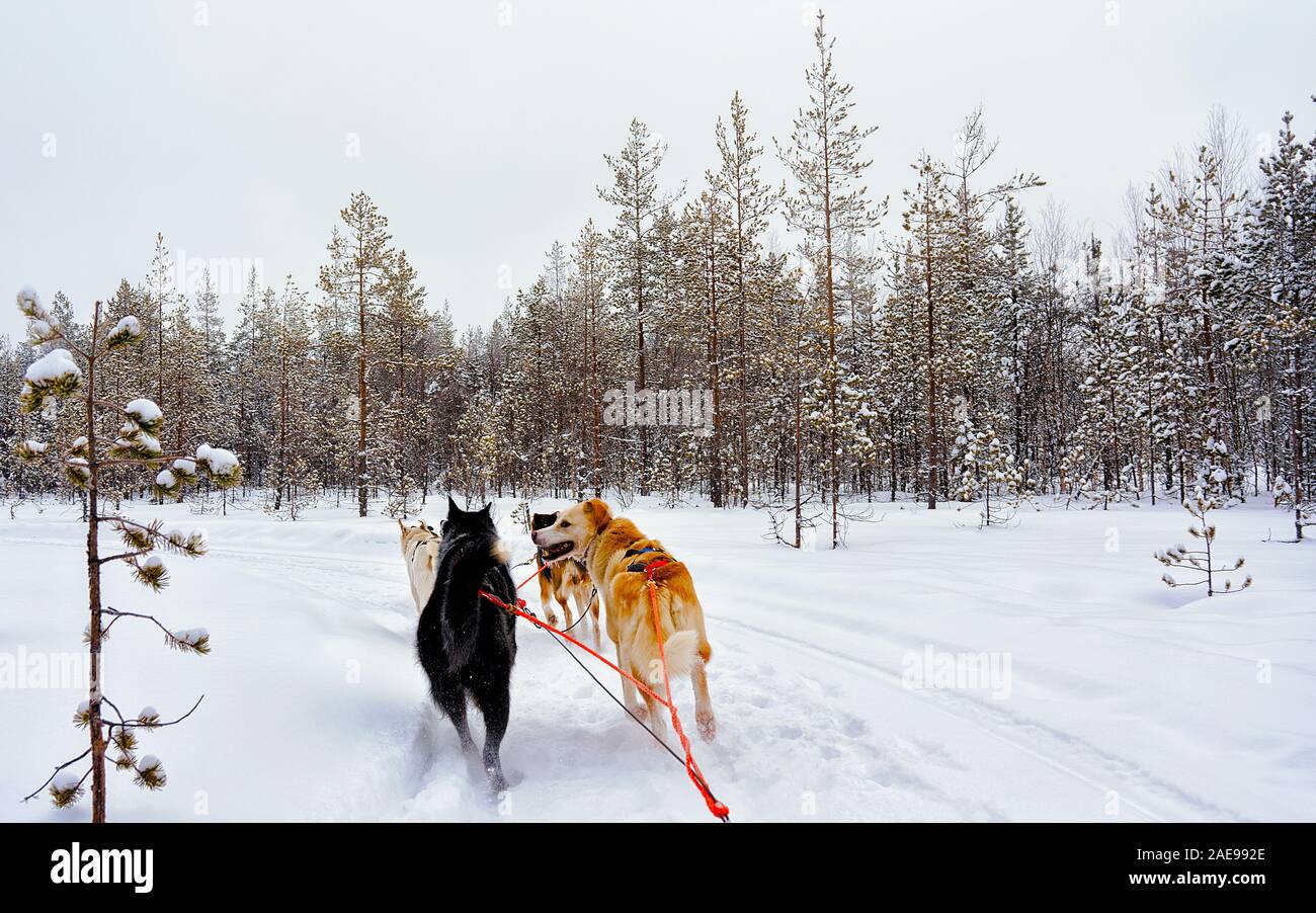 Husky dogs sledge at frozen winter forest Lapland Northern Finland ...