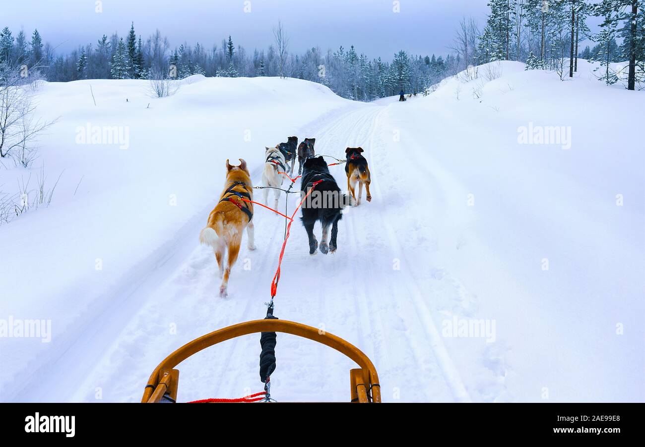 Husky sledge at Lapland of Finland reflex Stock Photo - Alamy