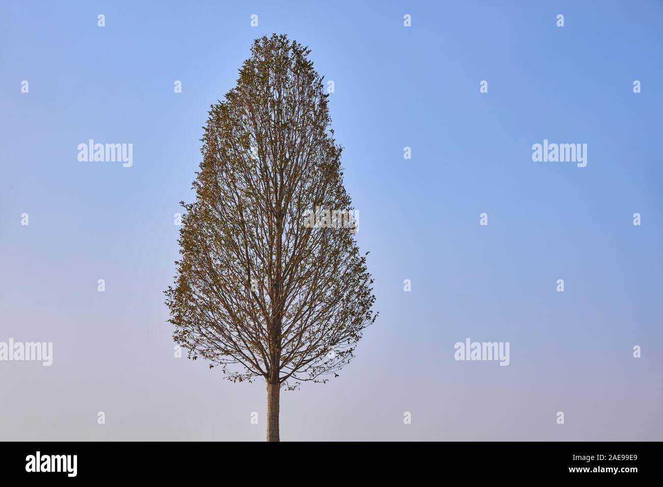 Lonely slender deciduous tree on a background of blue sky Stock Photo ...