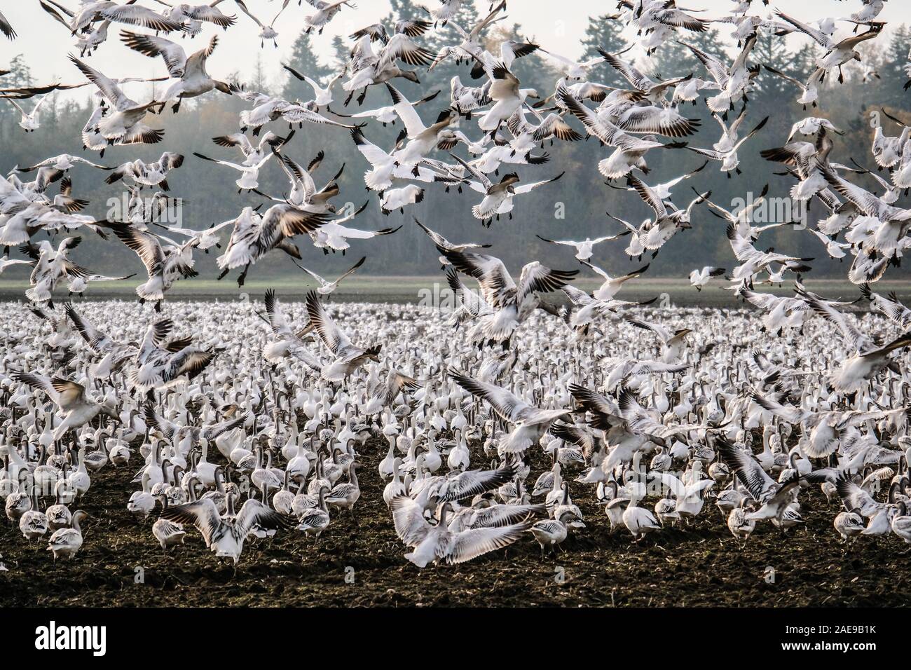 Snow geese take flight hi-res stock photography and images - Alamy