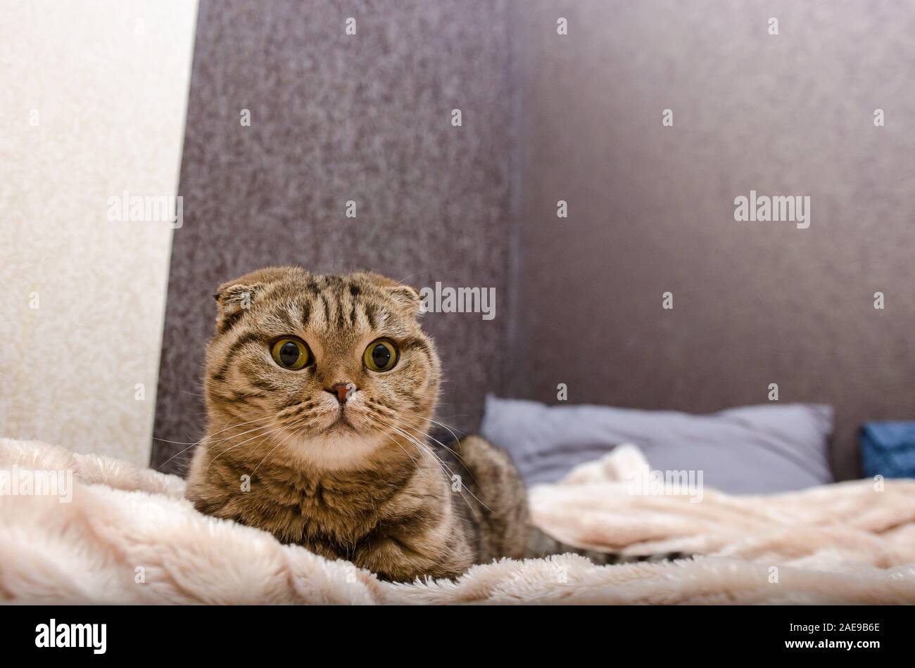 Scottish Fold - tabby cat, close up portrait Stock Photo - Alamy