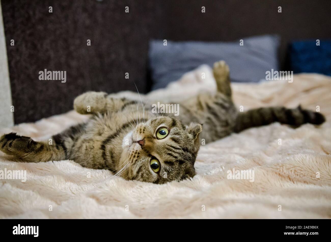 Brown tabby cat hi-res stock photography and images - Alamy