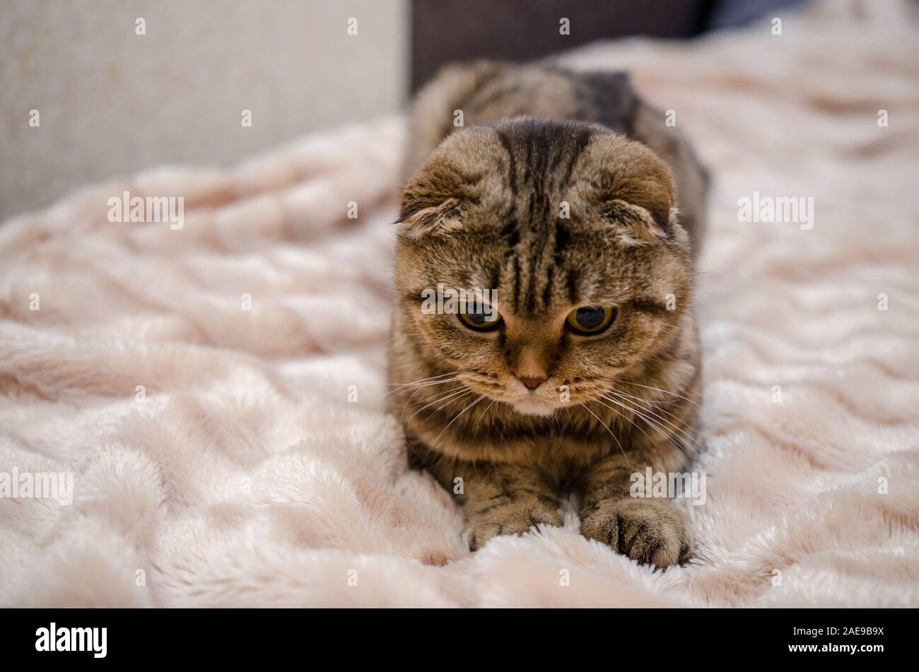 Cat close up portrait hi-res stock photography and images - Alamy