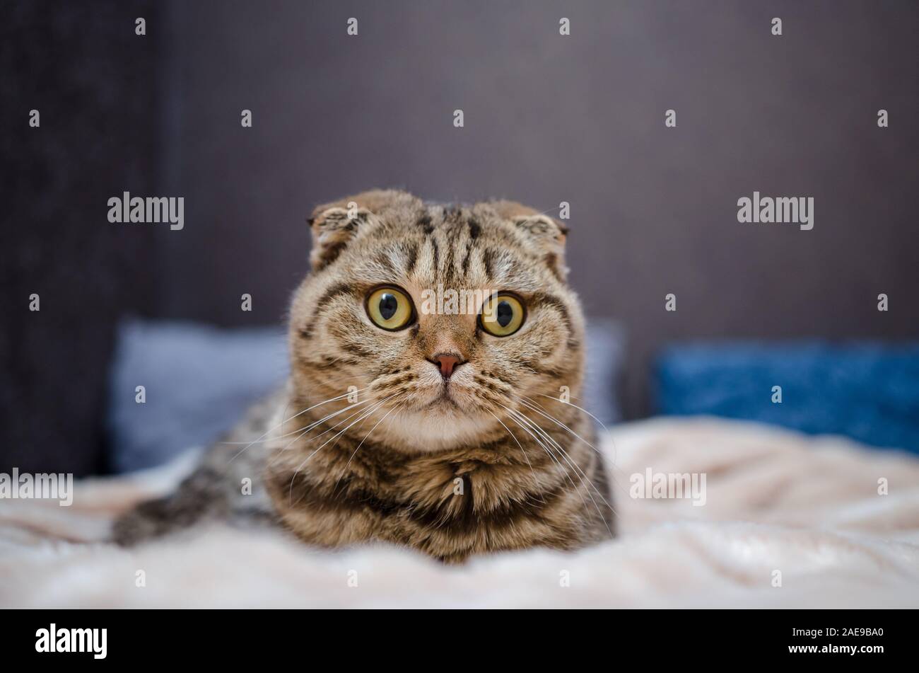 Scottish Fold - tabby cat, close up portrait Stock Photo - Alamy