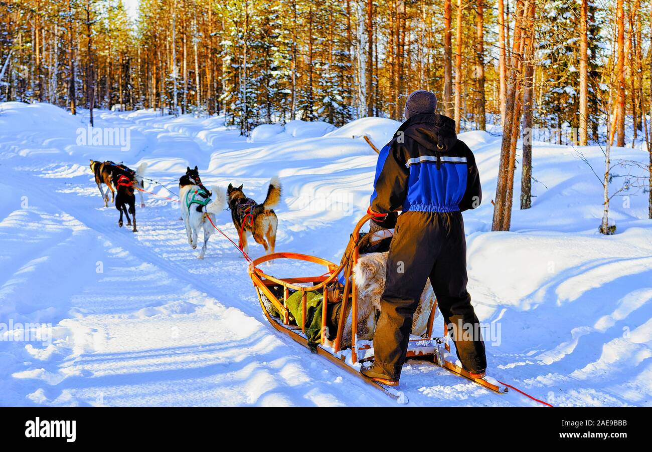 Man riding husky sledge in Lapland Finland reflex Stock Photo - Alamy
