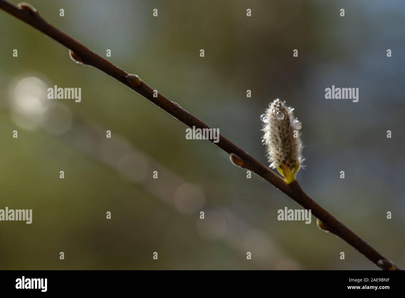 Salix forest hi-res stock photography and images - Alamy