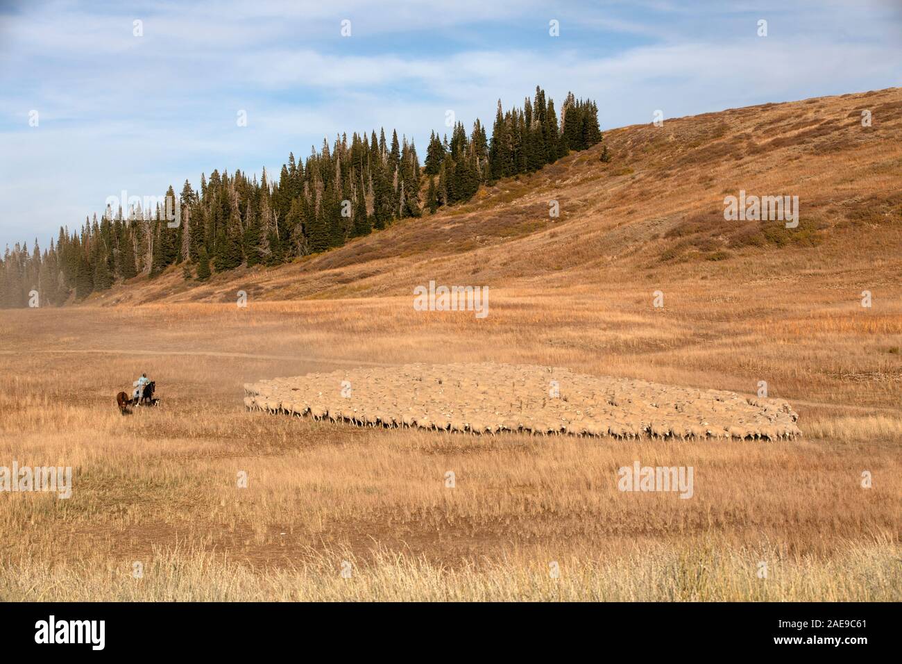 Sheep herd high mountain range horse dogs. Sheep herder on horse, dogs ...