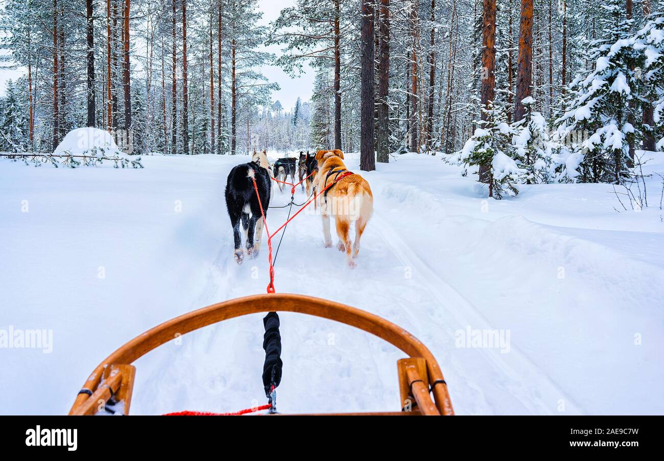 Husky dogs on sledding in Rovaniemi forest reflex Stock Photo - Alamy