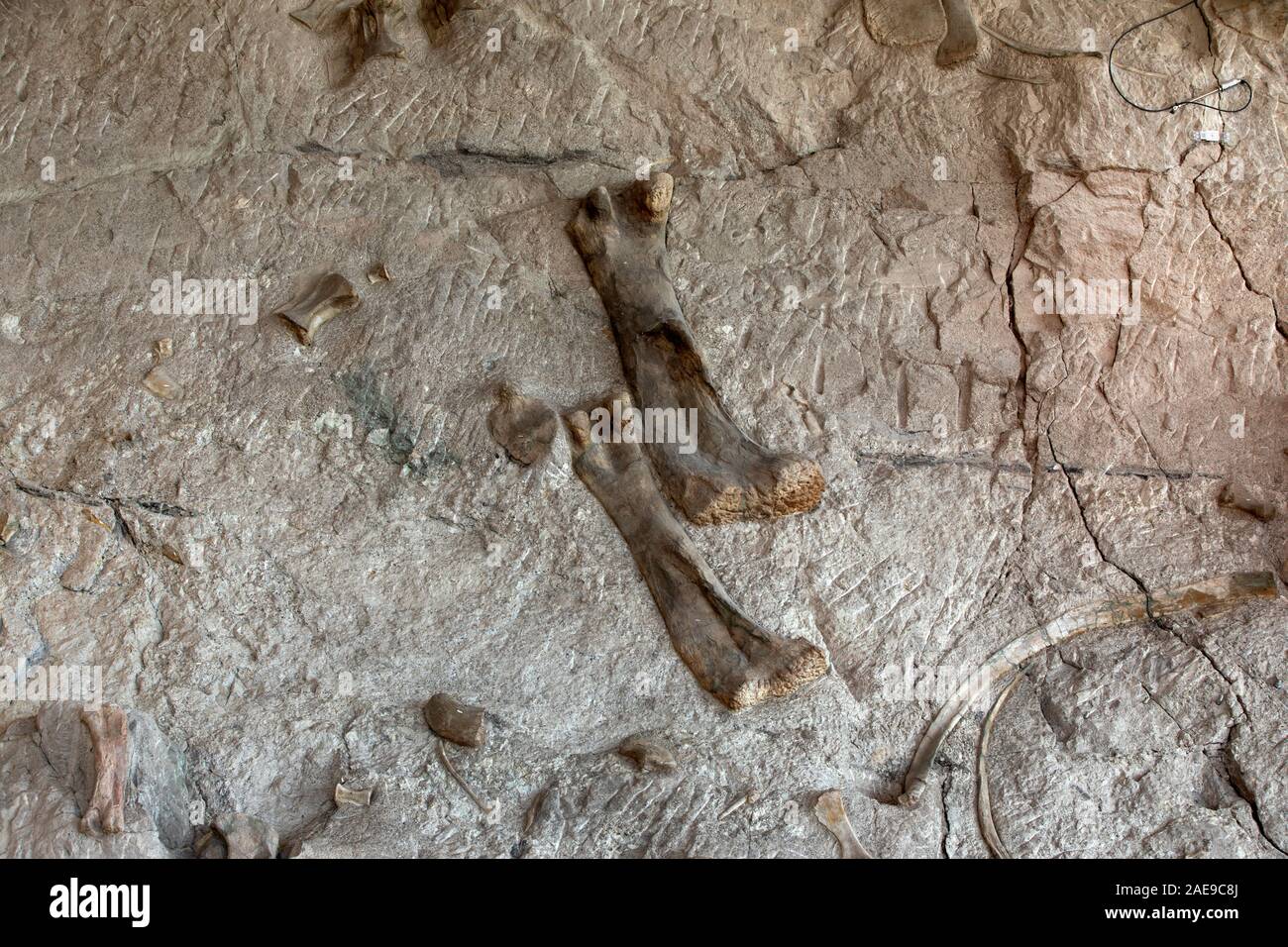 Paleontology Fossils