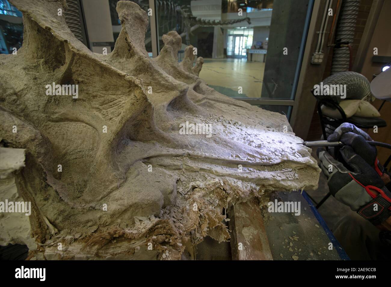 Dinosaur Paleontologist bone fossil working science. Paleontology ...