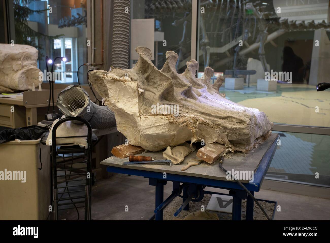 Dinosaur Paleontologist bone fossil working science. Paleontology ...
