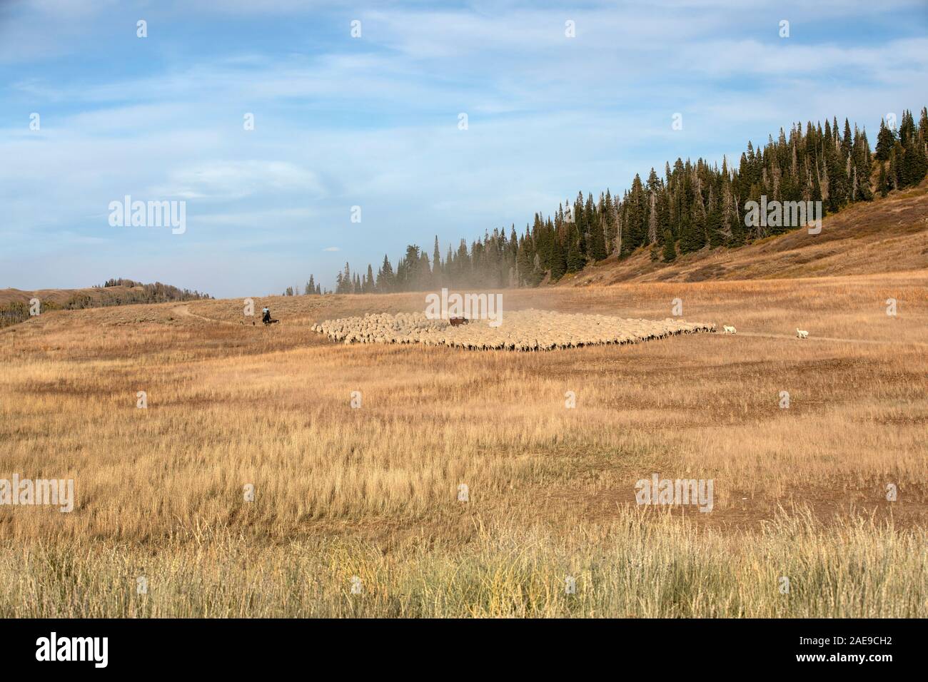 Sheep herder hi-res stock photography and images - Alamy