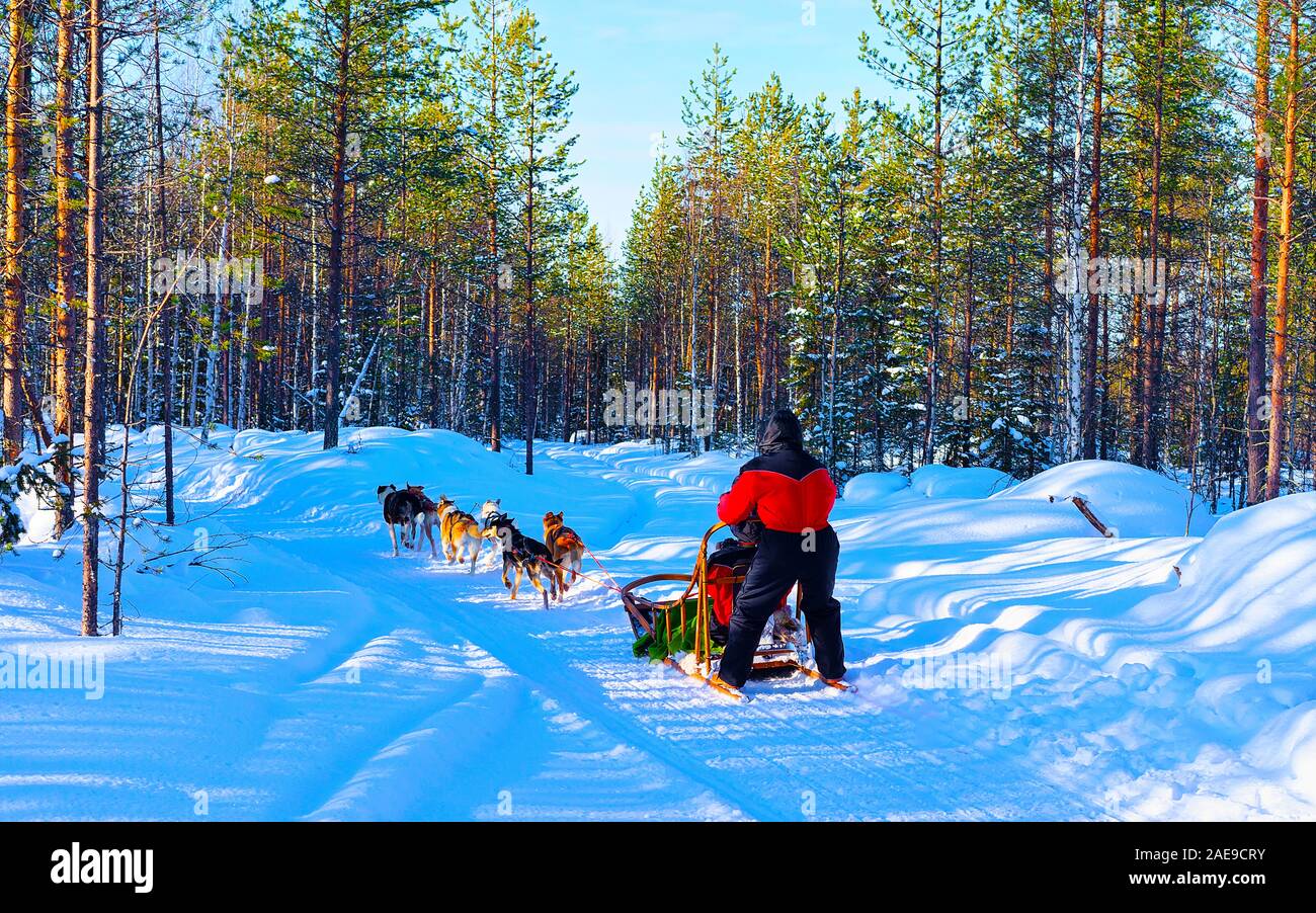 Man riding husky sledding in Lapland in winter Finnish forest reflex ...
