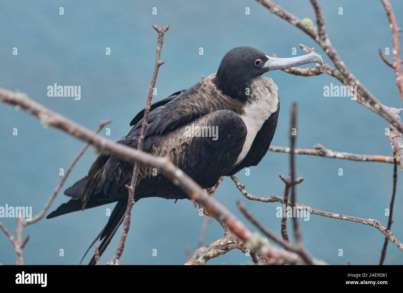 Magnificent frigate bird female hi-res stock photography and images - Alamy