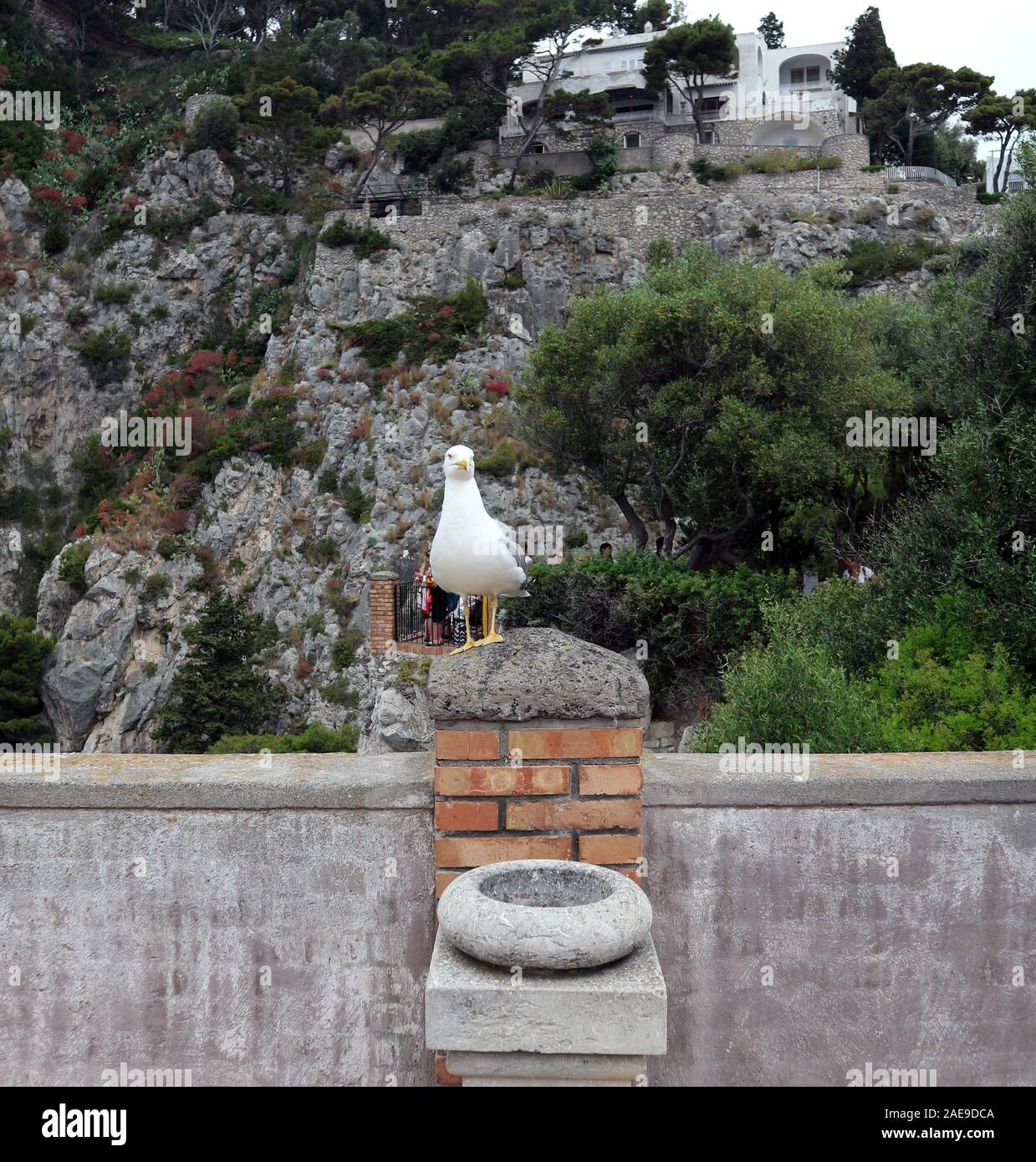 Capri fauna hi-res stock photography and images - Alamy