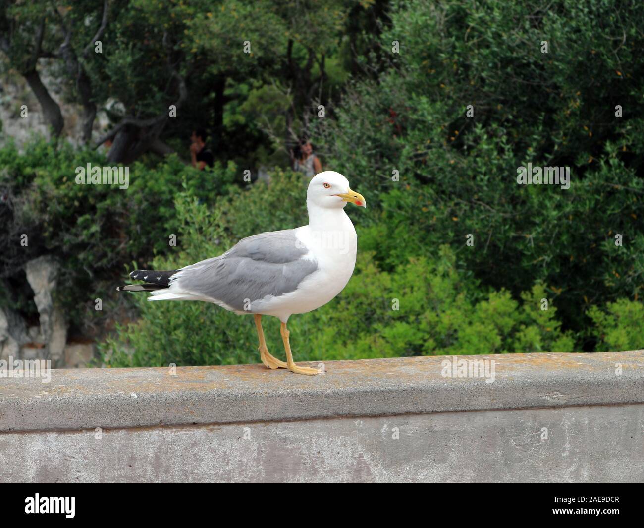 Capri fauna hi-res stock photography and images - Alamy